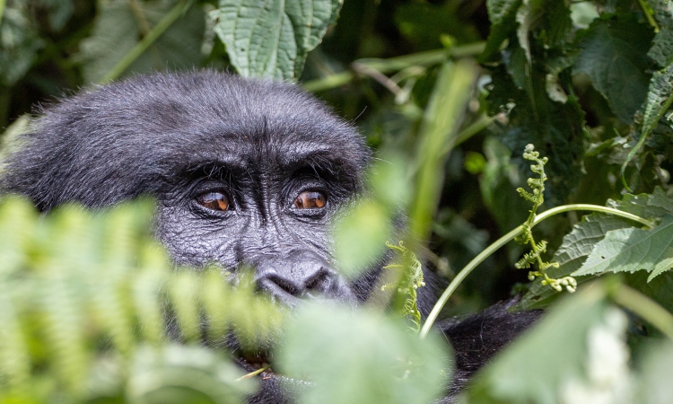 Mountain Gorilla Diet Guide | What do they Eat?