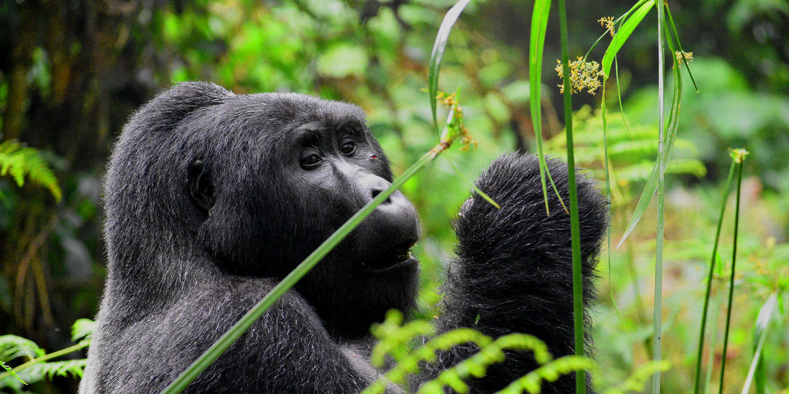 Contact Volcanoes National Park Rwanda | Phone & Email