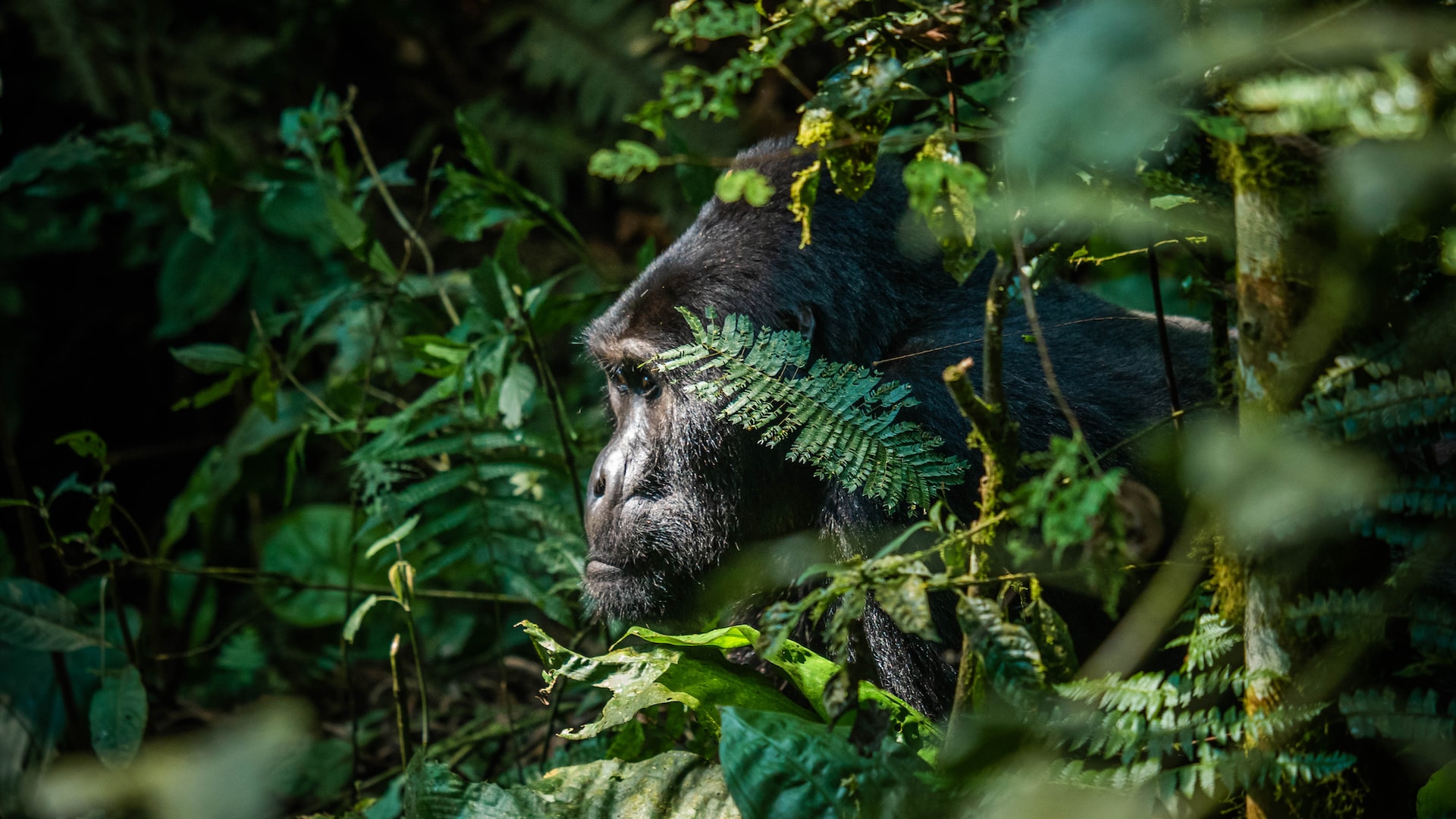 Budget Gorilla Trekking Tips | Save & Explore