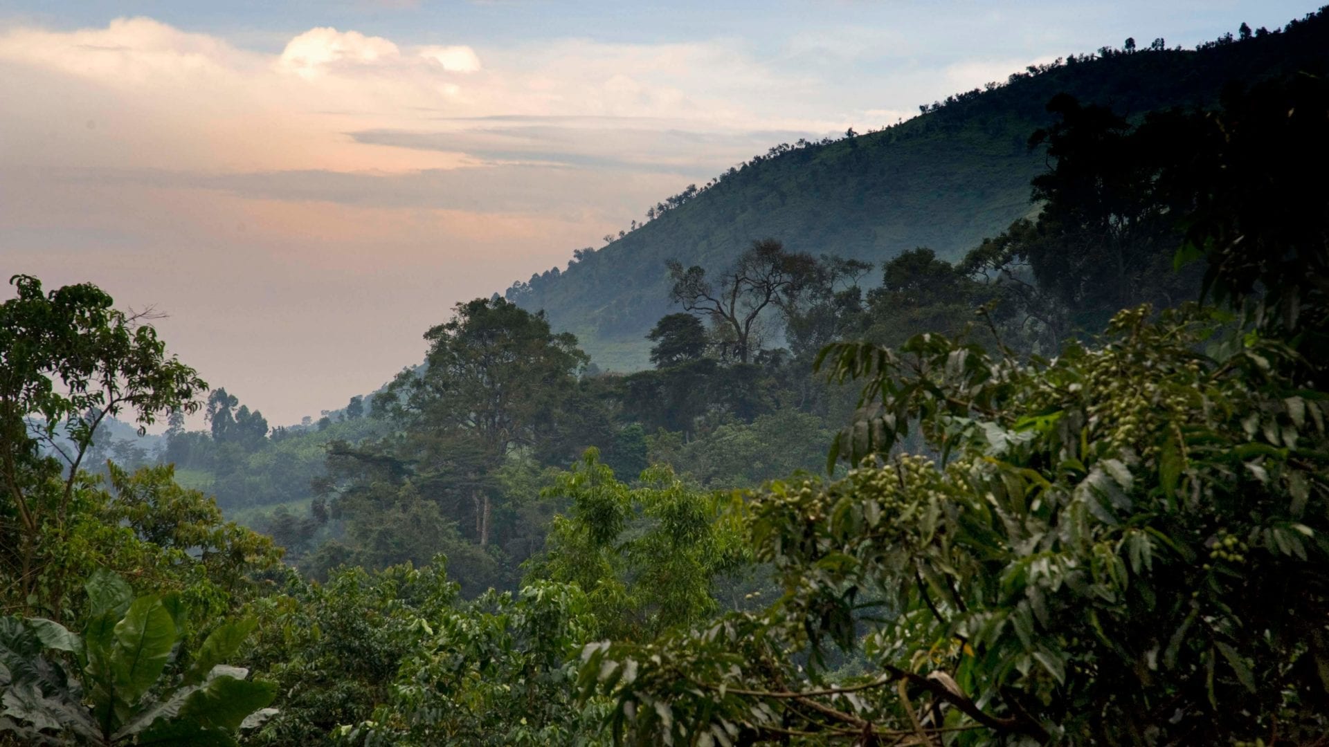 Mountain Gorilla Habitat Guide | How they Live