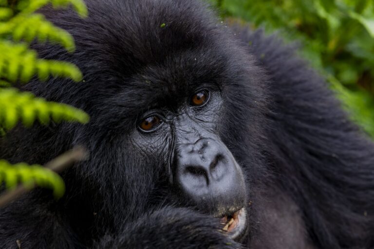 Mountain Gorilla Size, Height & Weight Facts