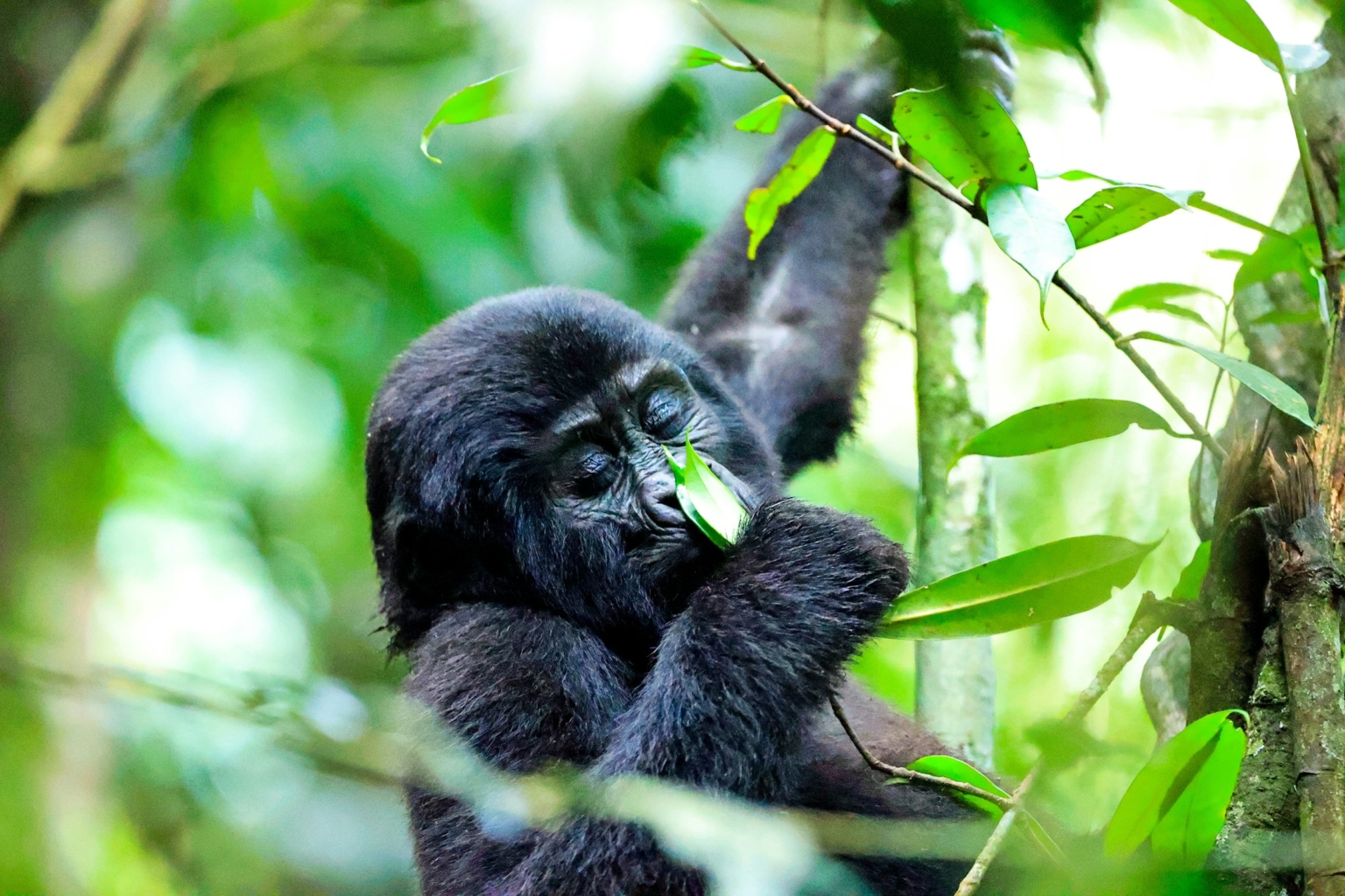 Mountain Gorilla Size, Height & Weight Facts