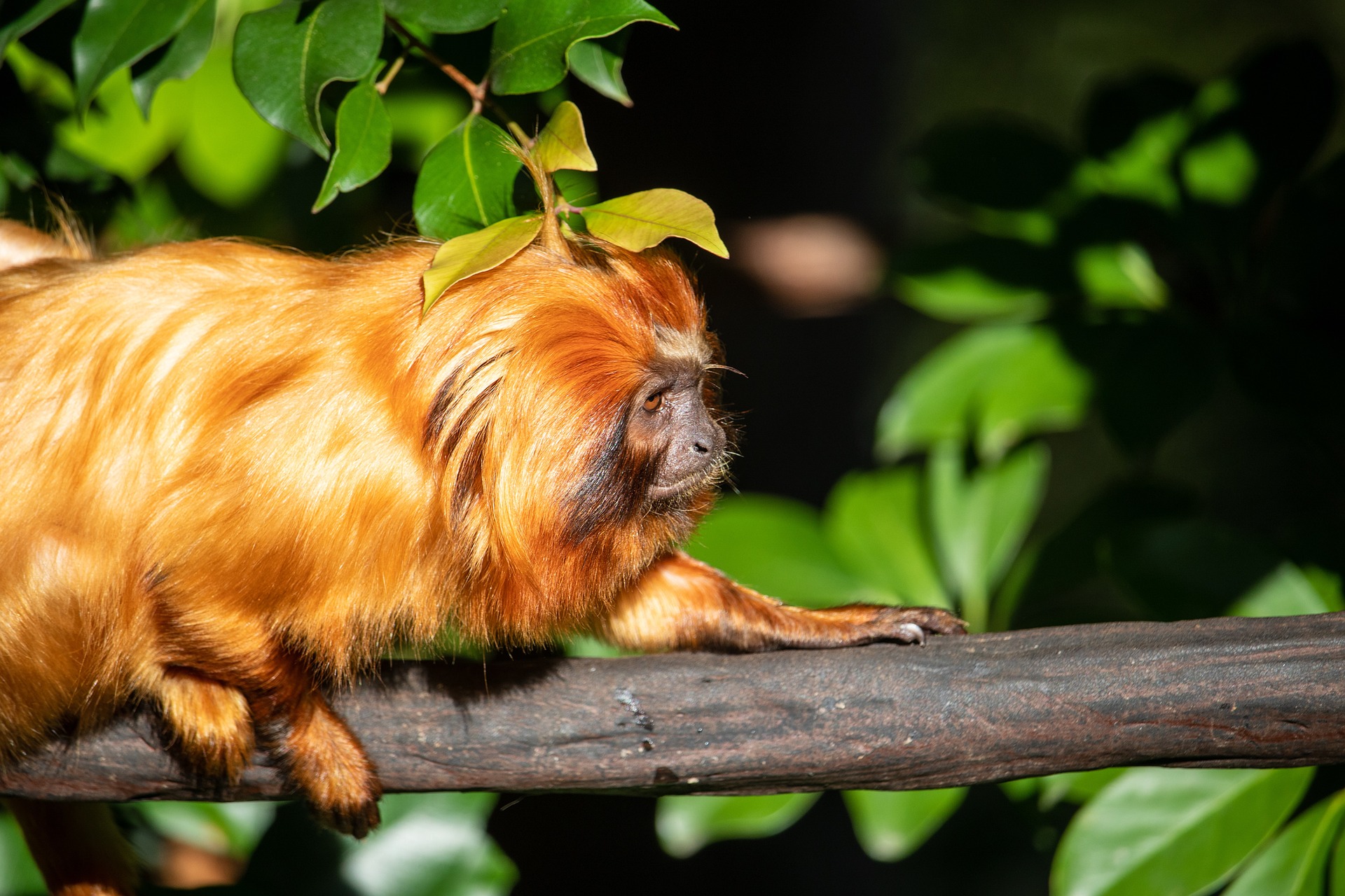 Golden Monkeys in Volcanoes National Park