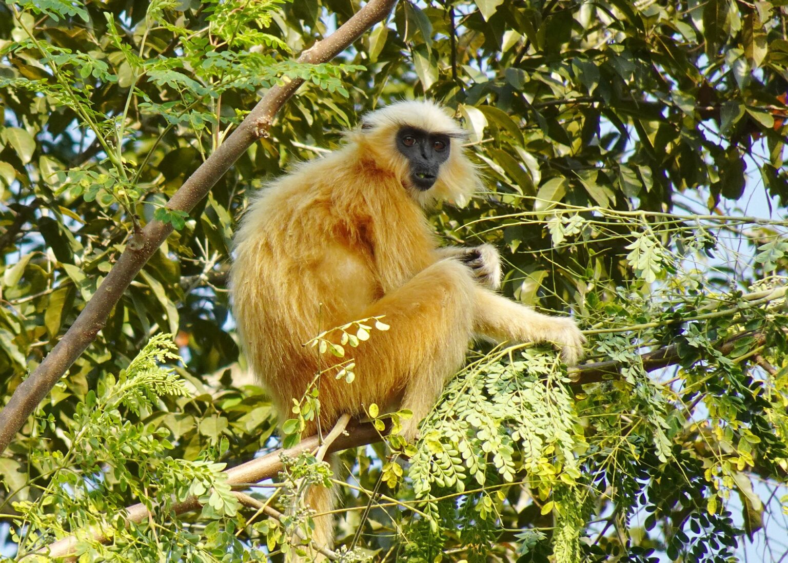 Golden Monkeys in Volcanoes National Park