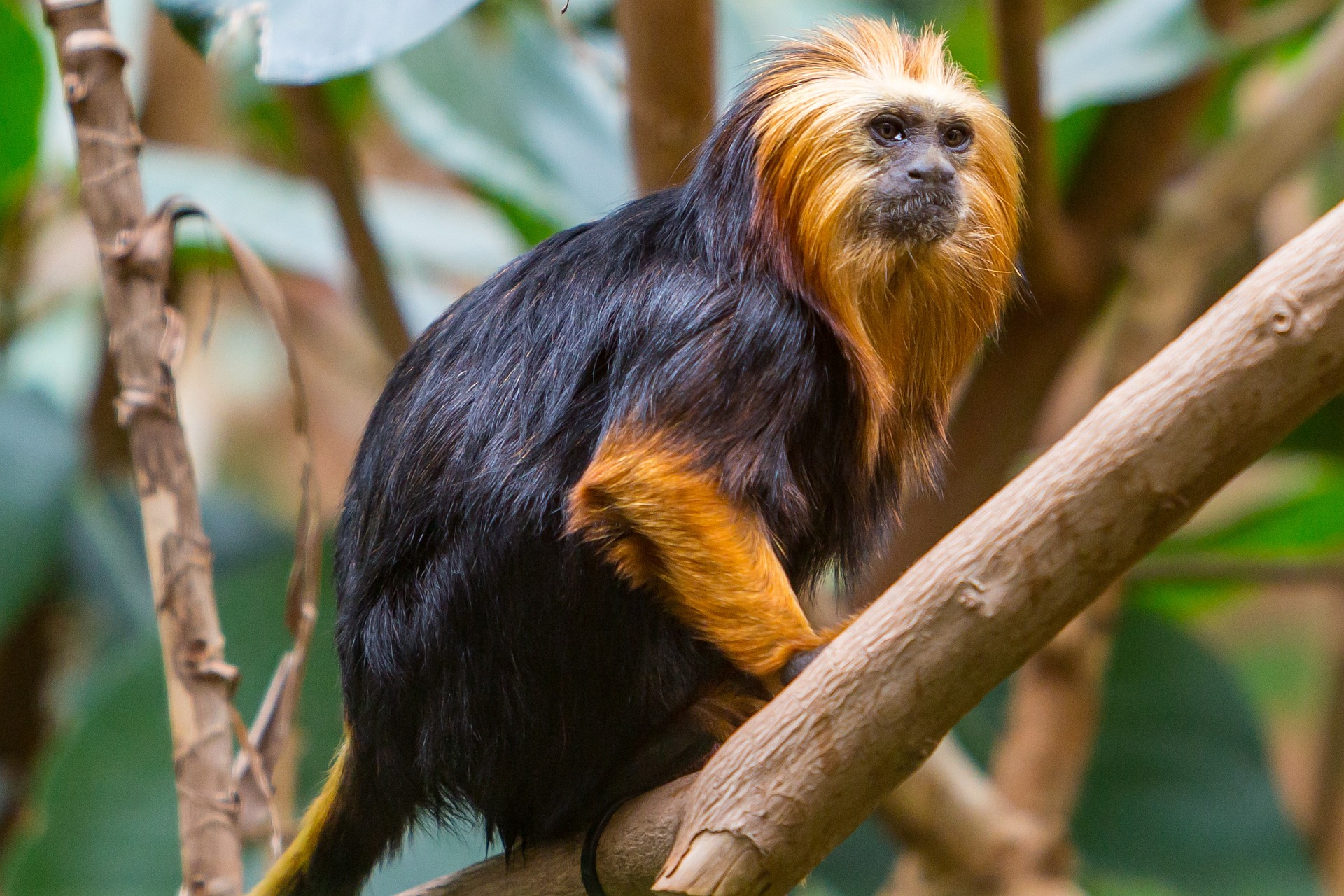 Golden Monkeys in Volcanoes National Park
