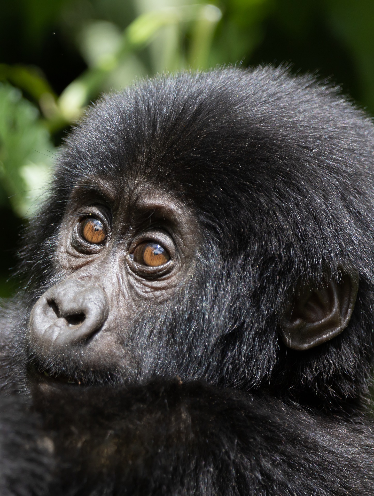 Facts About Mountain Gorillas | Insights & Characteristics