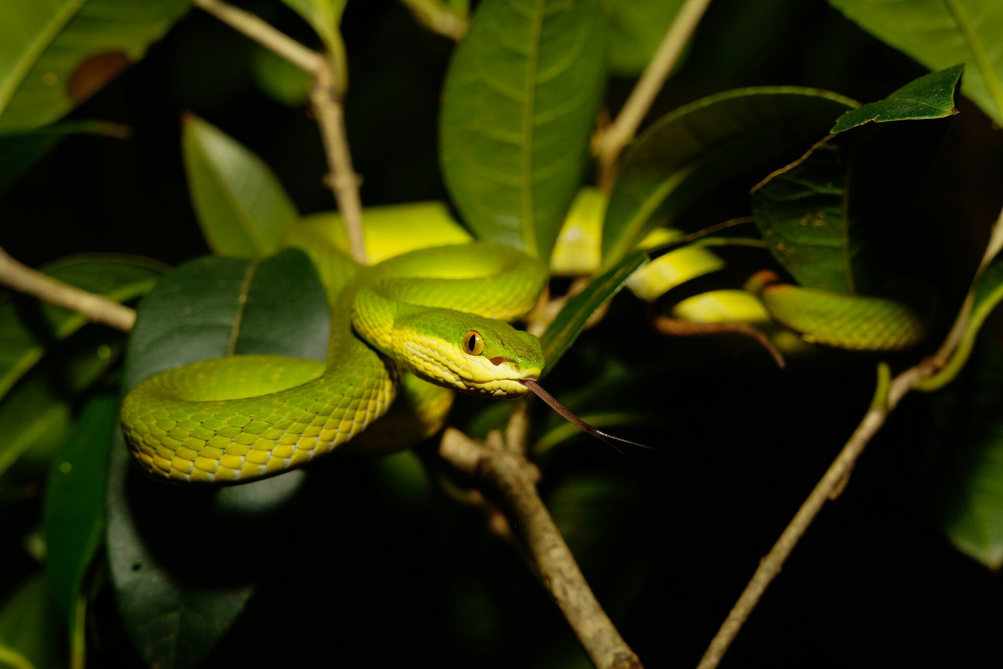 Snakes in Volcanoes National Park | Safety and Info