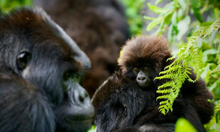 Western Lowland Gorillas | Facts & Information