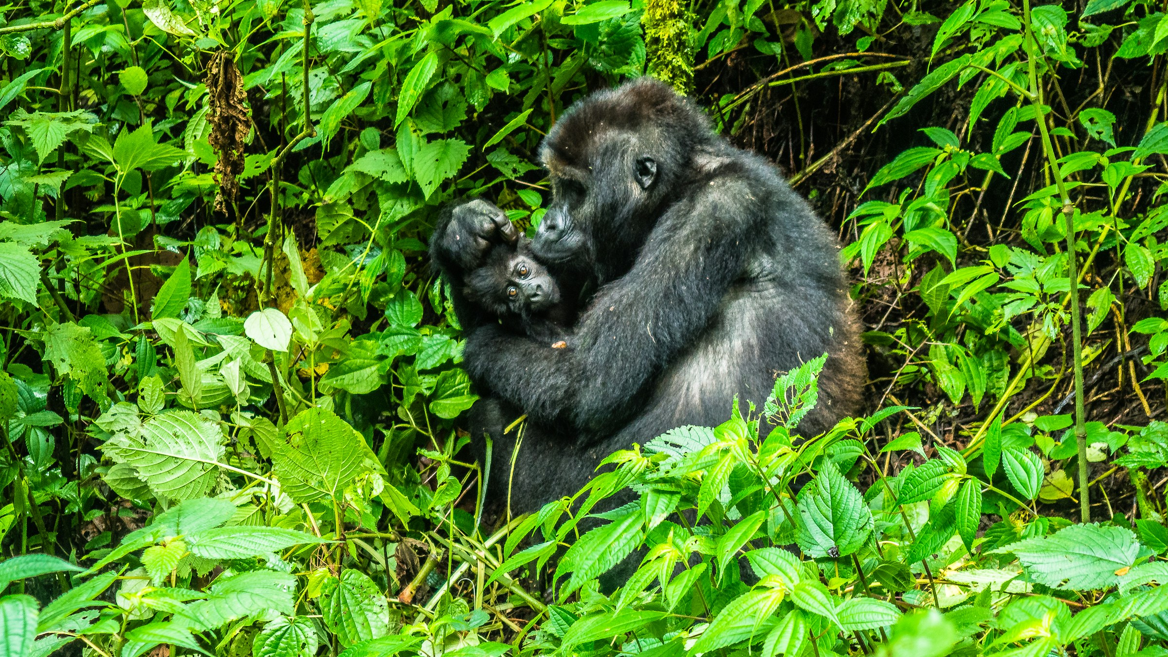 Eastern Lowland Gorilla Species | Habitat & Conservation
