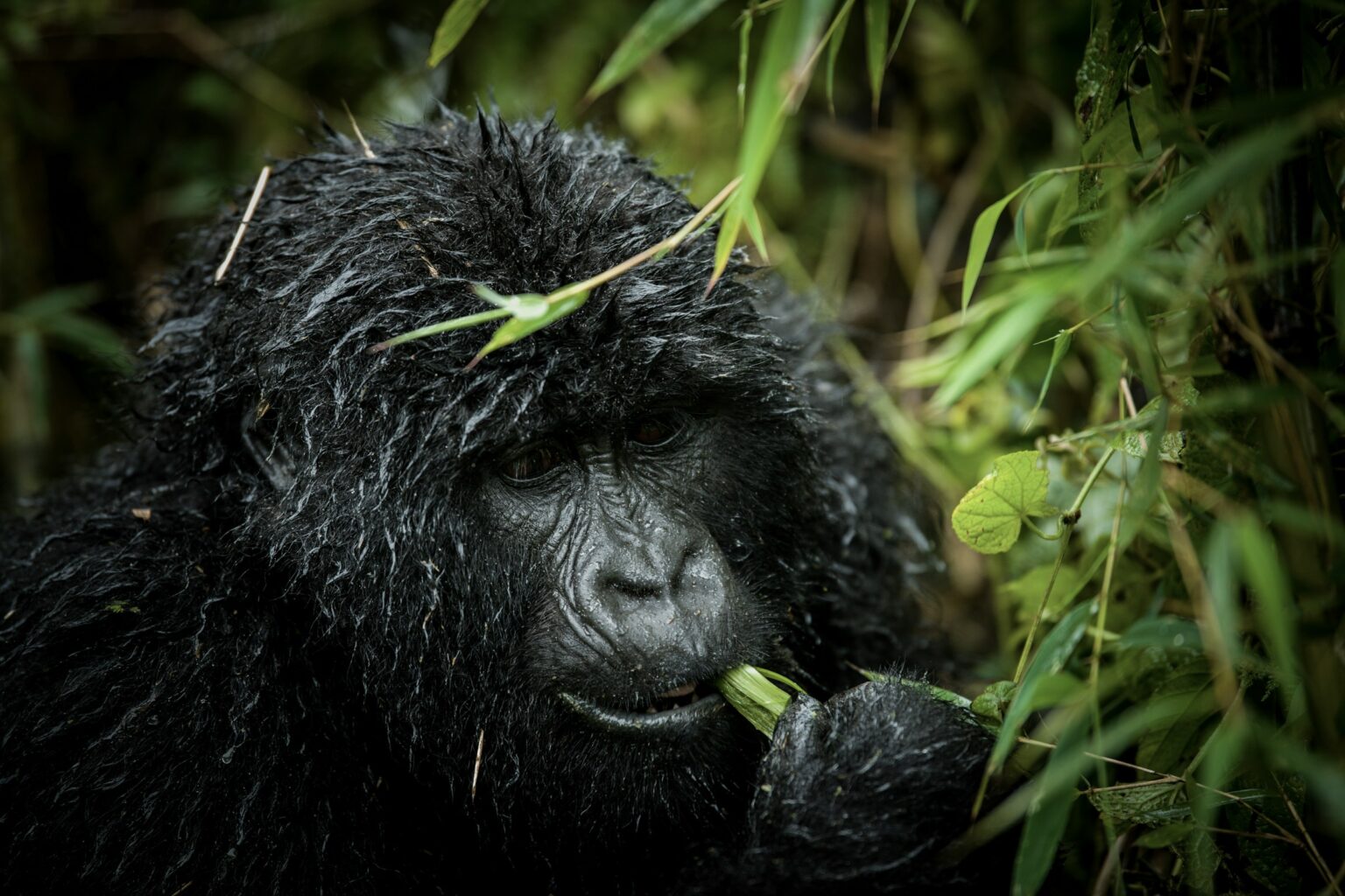 Mountain Gorilla Adaptations in Nature/Environment