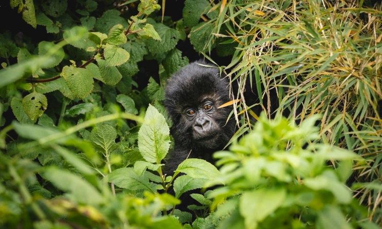 Mountain Gorilla Diet Guide | What do they Eat?