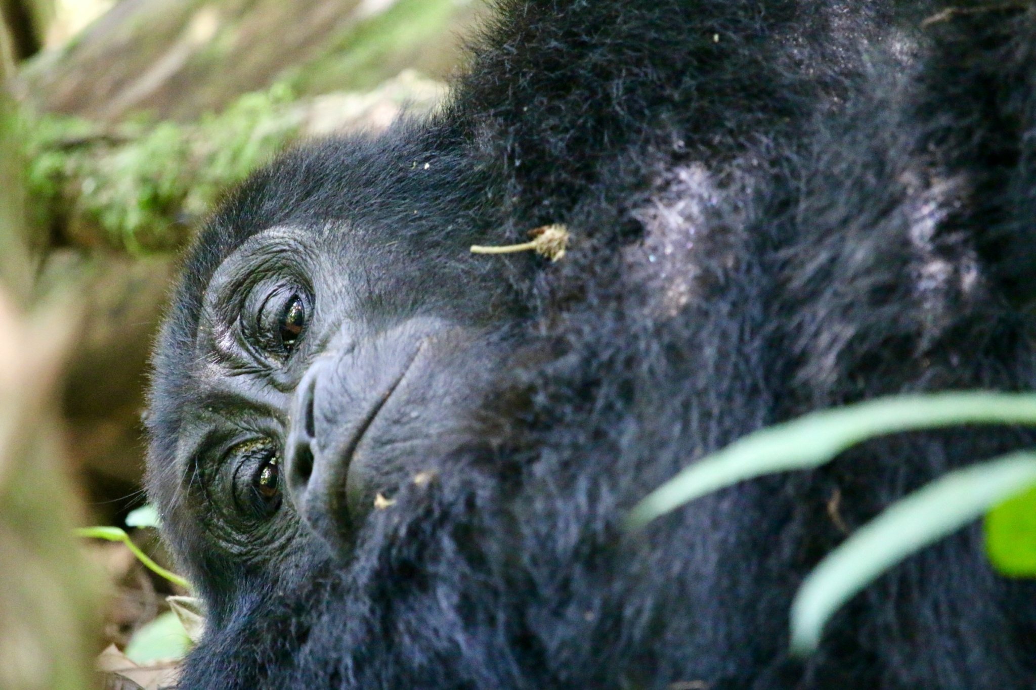Why Gorillas Were Going Extinct (Common Threats)