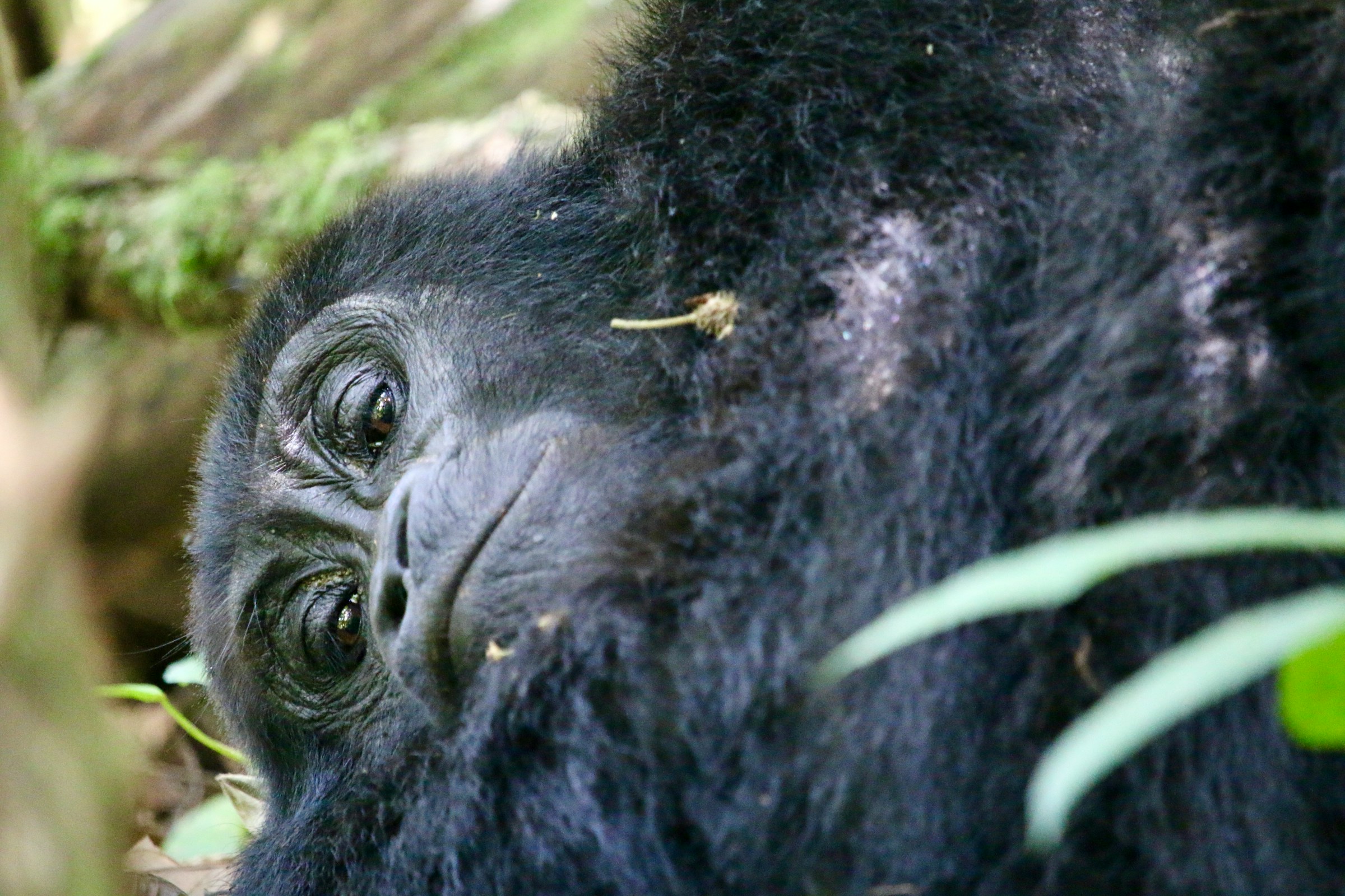 Mountain Gorilla Size, Height & Weight Facts