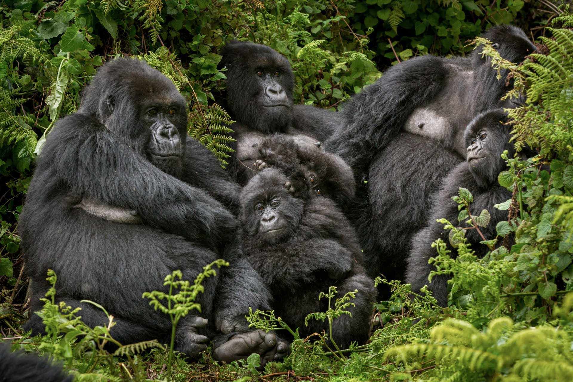 What Is a Group of Gorillas Called? Gorilla Troops Explained