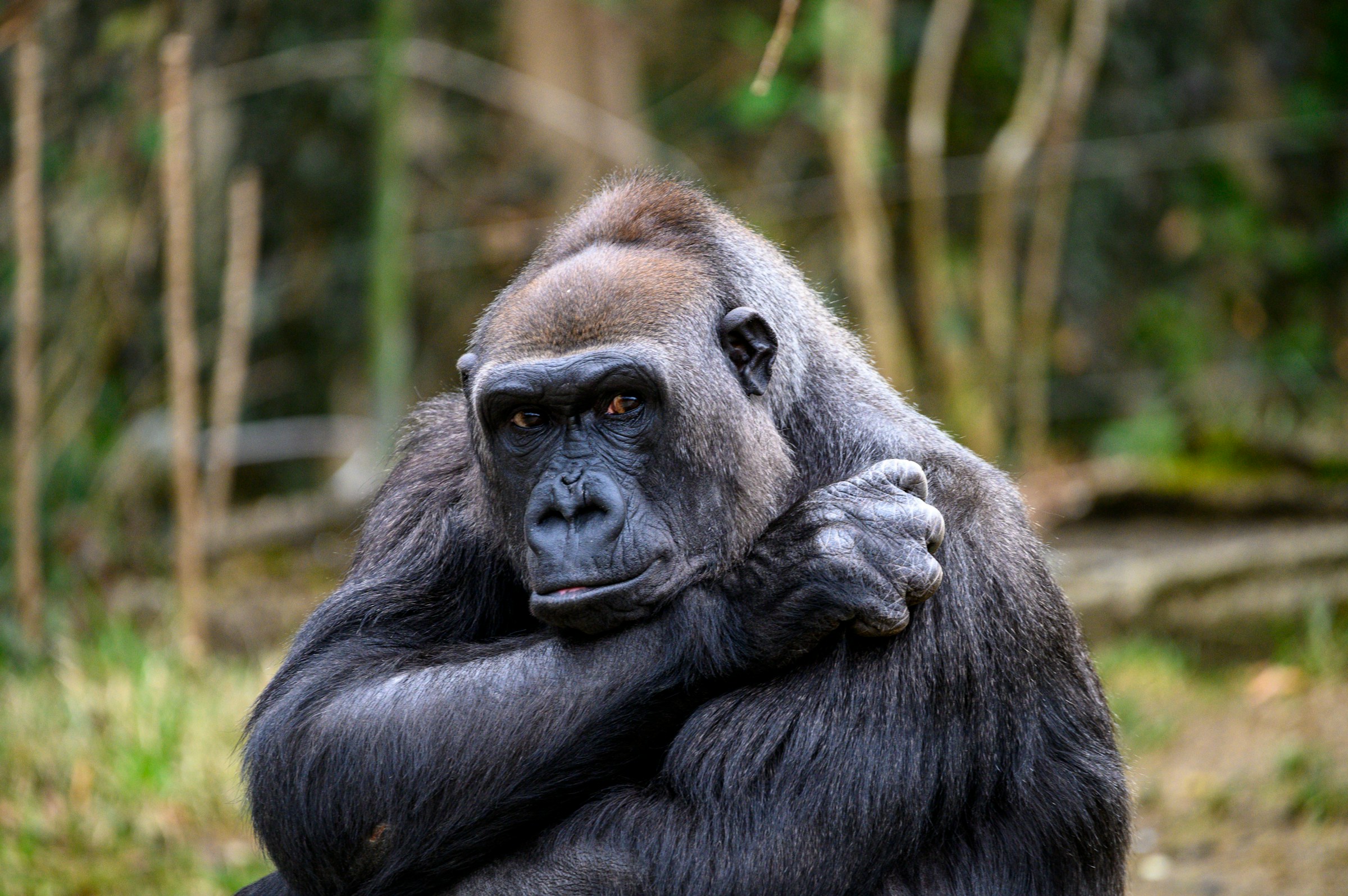 Western Lowland Gorillas | Facts & Information