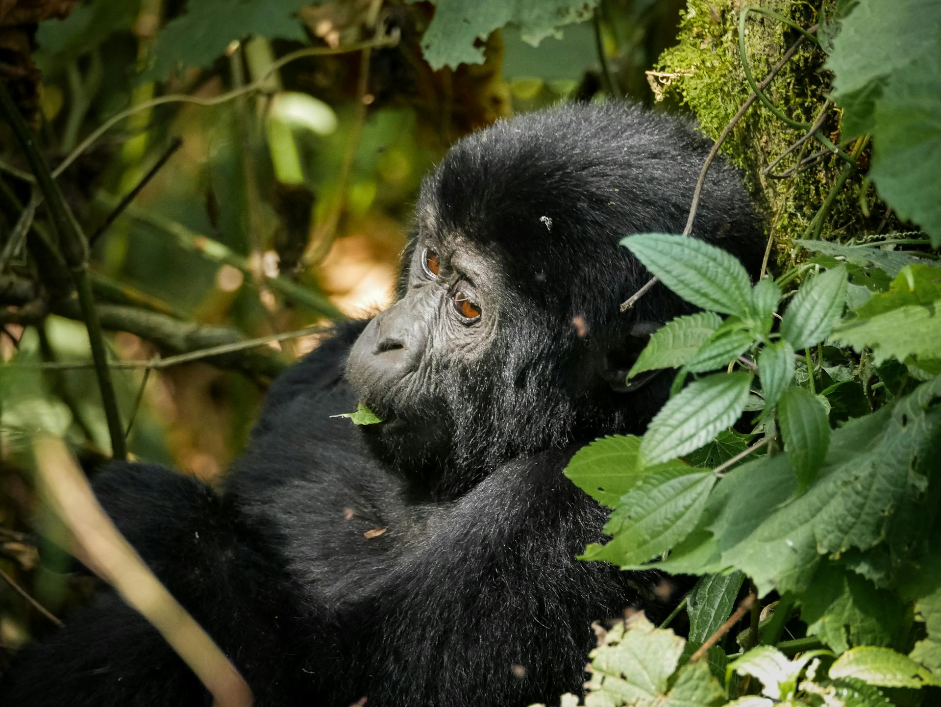 How Strong Are Gorillas? Silverbacks & Blackbacks